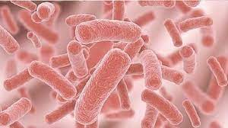 Carbapenemase Producing Organism/ Carbapenemase Producing ...